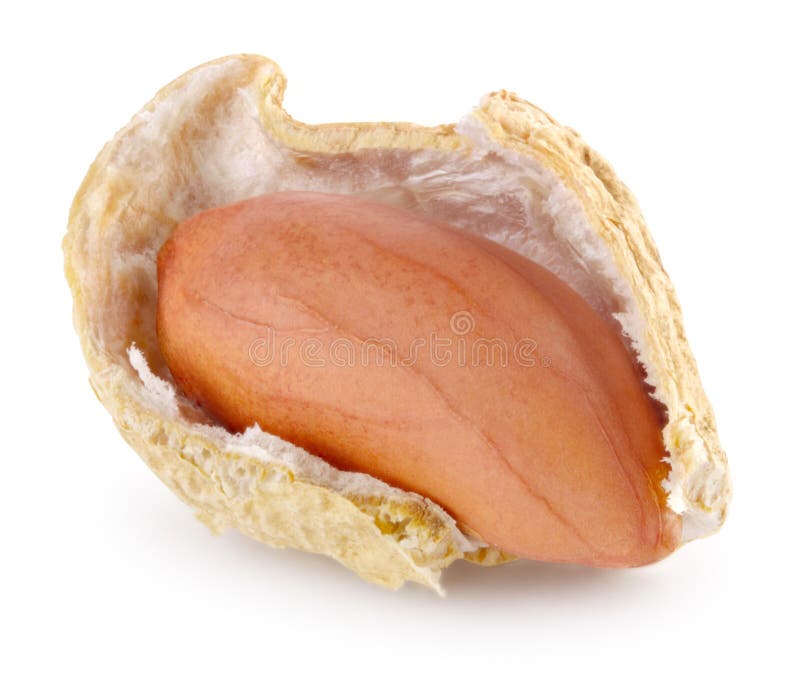 Open peanut pod with nut stock photo. Image of background - 146208348