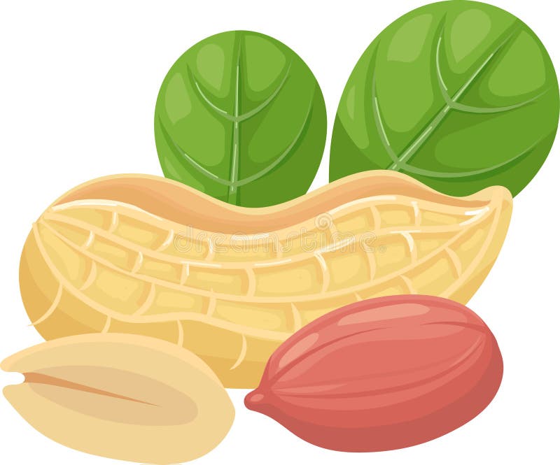 Open Peanut Shell Revealing Two Nuts and Two Green Leaves Showing the ...