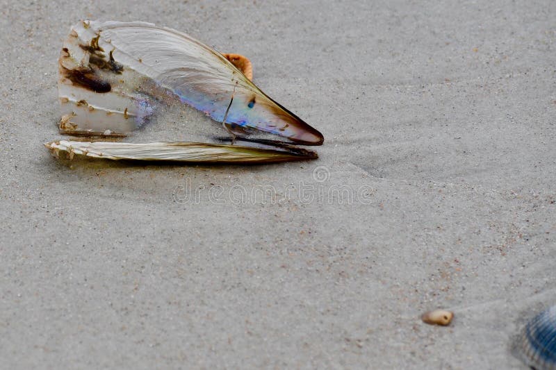 Pen Shell Saltwater on the Beach Stock Photo - Image of pinna, open ...