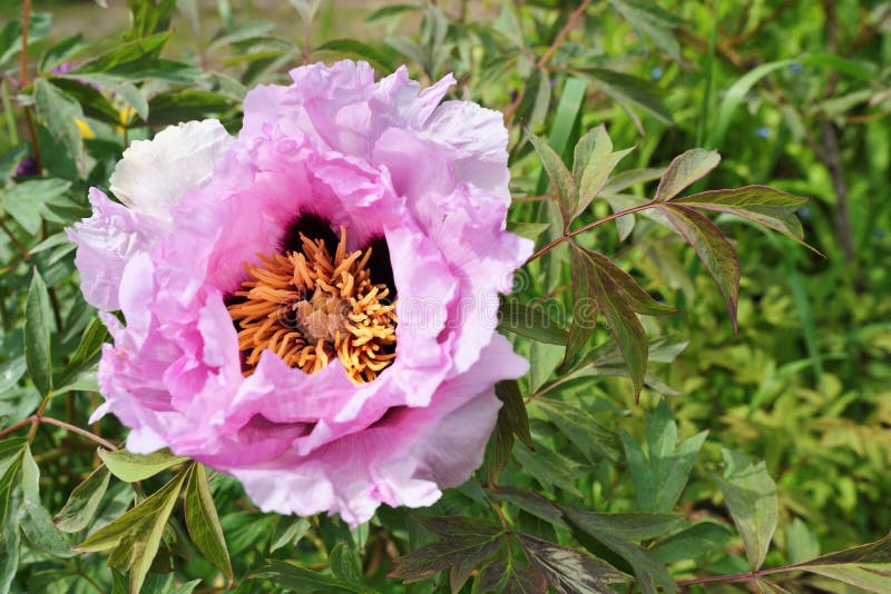 Open Peony Bud. Pink Peonies in the Garden Stock Photo - Image of flora ...