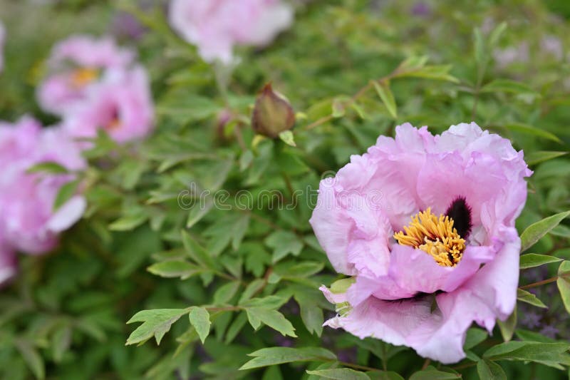 Open Peony Buds. Pink Peonies in the Garden Stock Image - Image of ...
