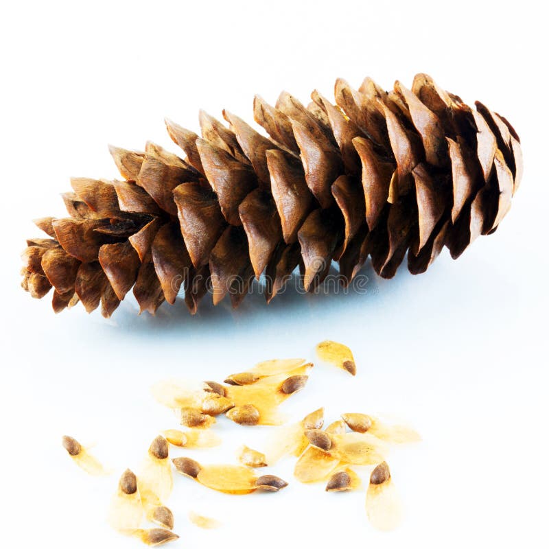 Open Pine Cone and Seeds on a White Surface. Stock Illustration ...