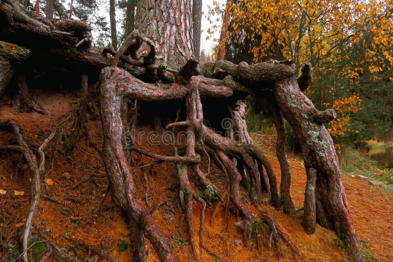 Open pine roots close up stock image. Image of leaf - 259540513