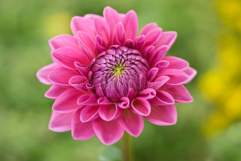 Open pink flower stock photo. Image of garden, closeup - 10177982