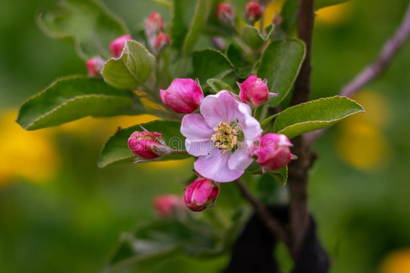 Open Pink Flowers and Buds Apple Tree. Spring Blooming Branches in ...