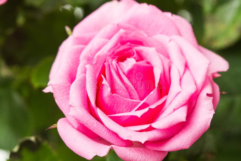 An open pink rose stock image. Image of bouquet, nature - 111948365