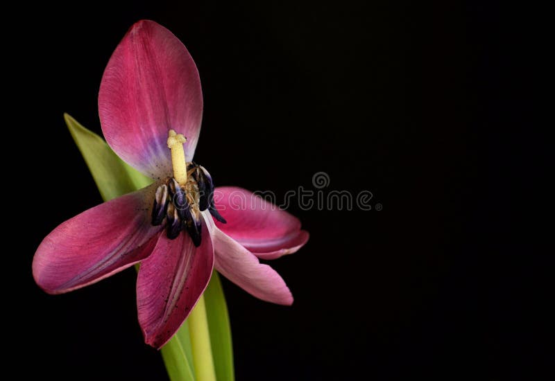 Open Pink Tulip stock image. Image of blooming, easter - 13796507