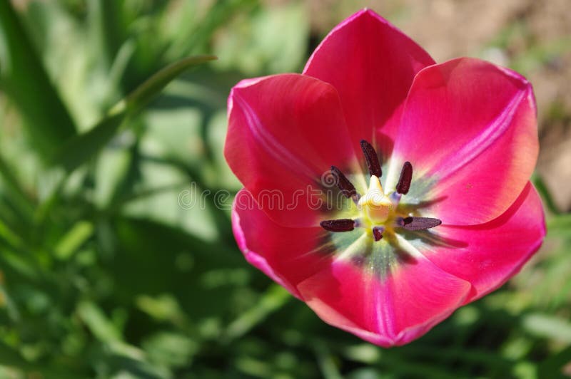 Pink tulip stock photo. Image of pink, natural, spring - 28602018