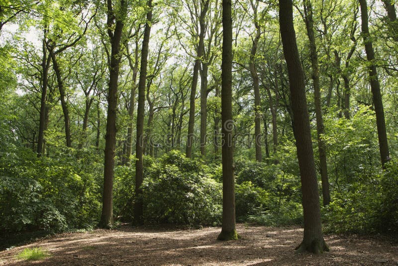 Open place in park stock image. Image of leaves, forest - 45601803