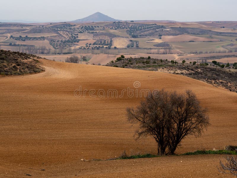 Open plain in Hita, Spain stock photo. Image of acacias - 142539362