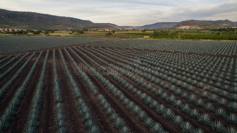 Agave Distillation Process for Tequila Production Stock Photo - Image ...