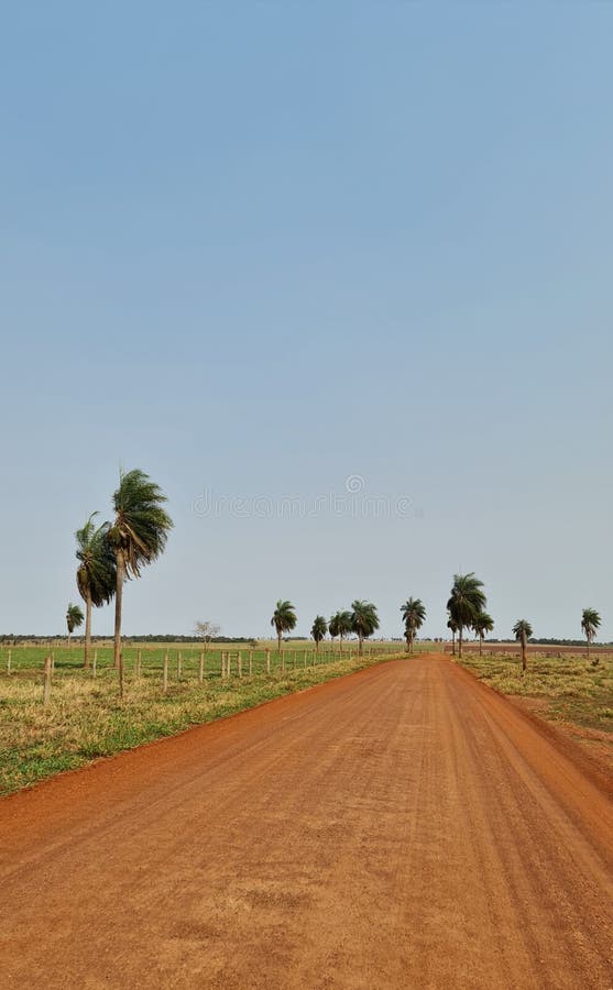 Open Plan Dirt Road with Grass Fence and Palm Trees Stock Image - Image ...