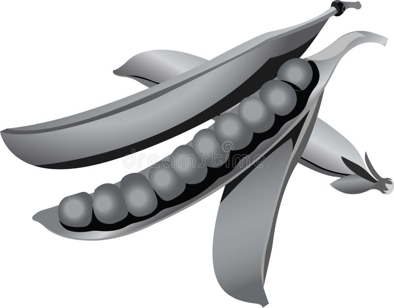 An Open Pod of Green Peas with Peas. Stock Vector - Illustration of ...