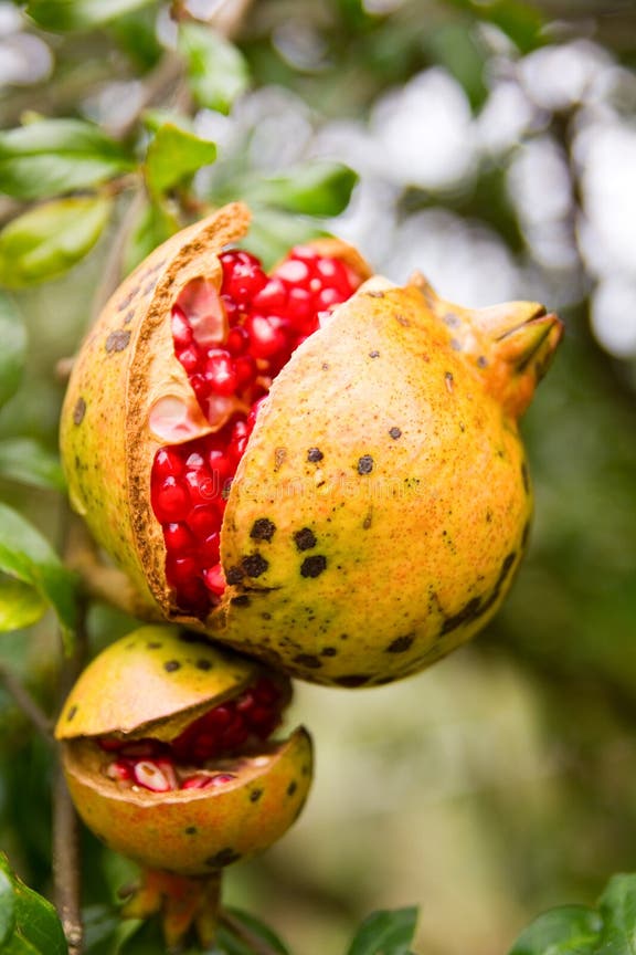 Open pomegranate stock photo. Image of harvest, deep - 22648028