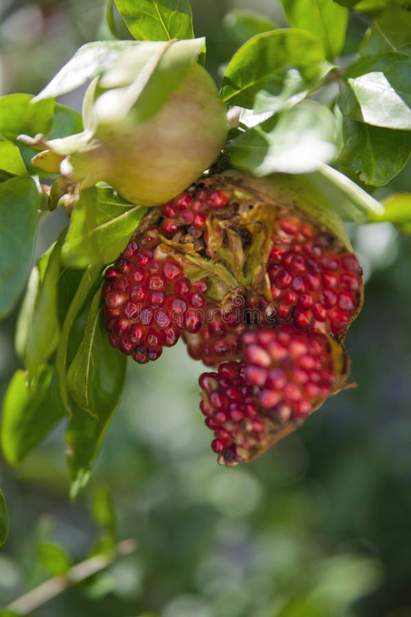 Open Pomegranates on Branch in Tree Stock Image - Image of branch ...