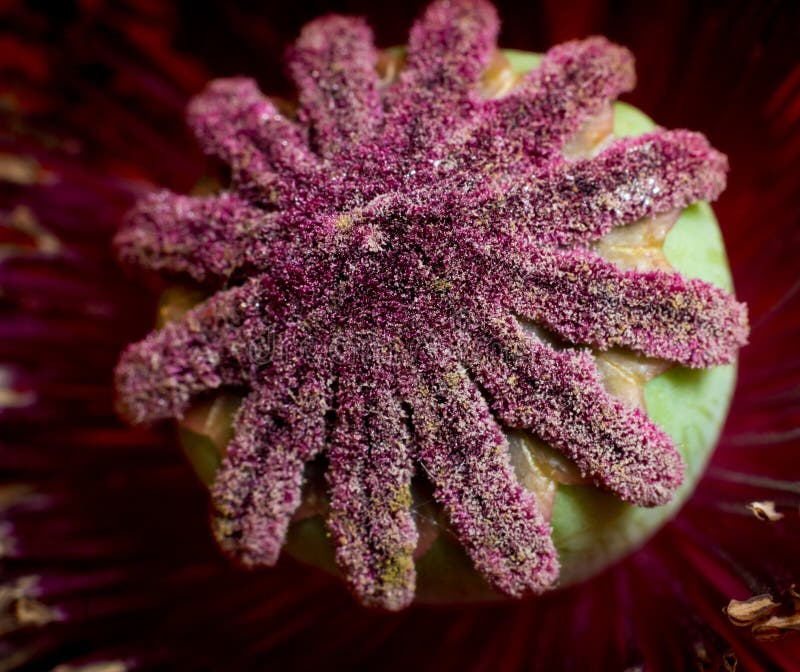 Open poppy flower stock image. Image of fresh, flower - 20980931