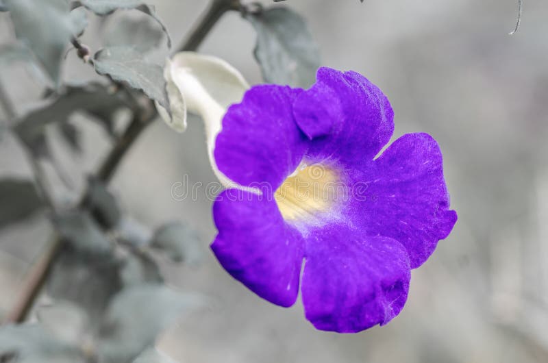 Open Purple Flower of Thunbergia Erecta Stock Image - Image of makro ...