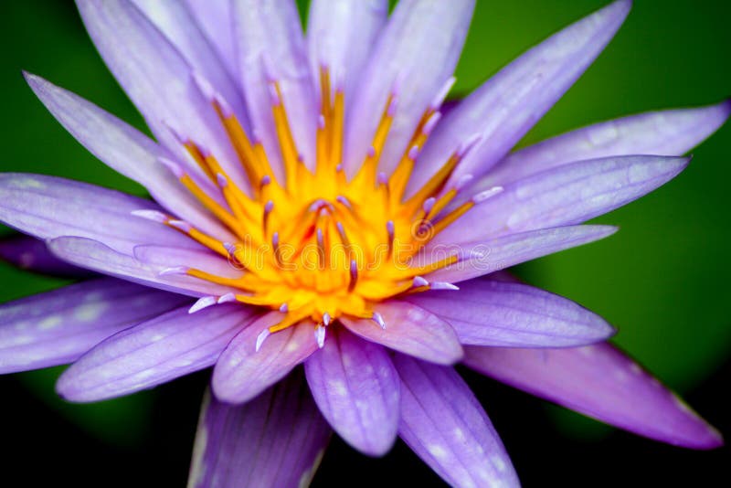 Open Purple Lotus Flower stock image. Image of flower - 87400187