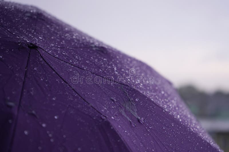 Open Purple Umbrella Outdoors on Rainy Day, Closeup Stock Image - Image ...