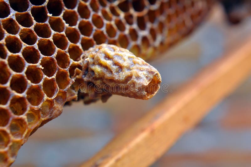 An Open Queen Chamber from Which a Young Queen Bee Has Emerged Stock ...