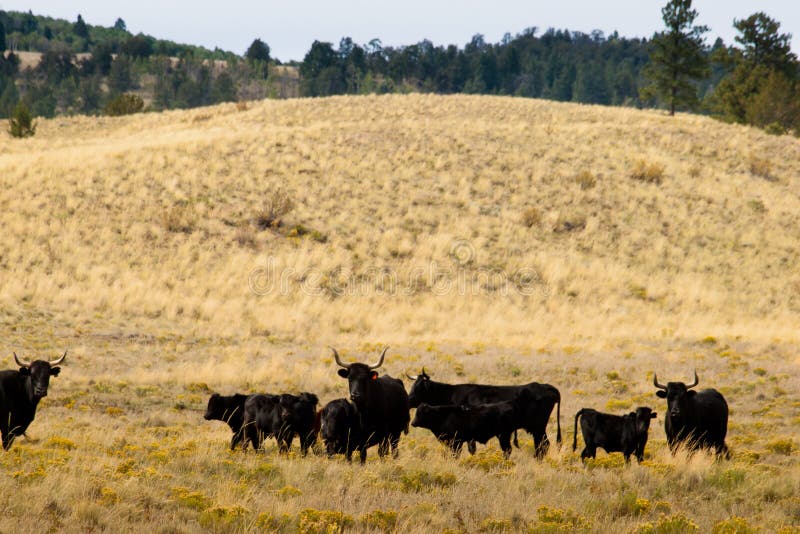 Open range cattle stock photo. Image of grazing, meat - 283745366