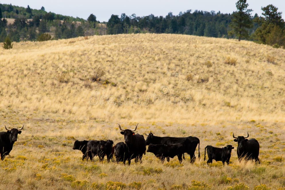 Open range cattle stock photo. Image of grazing, meat - 283745366