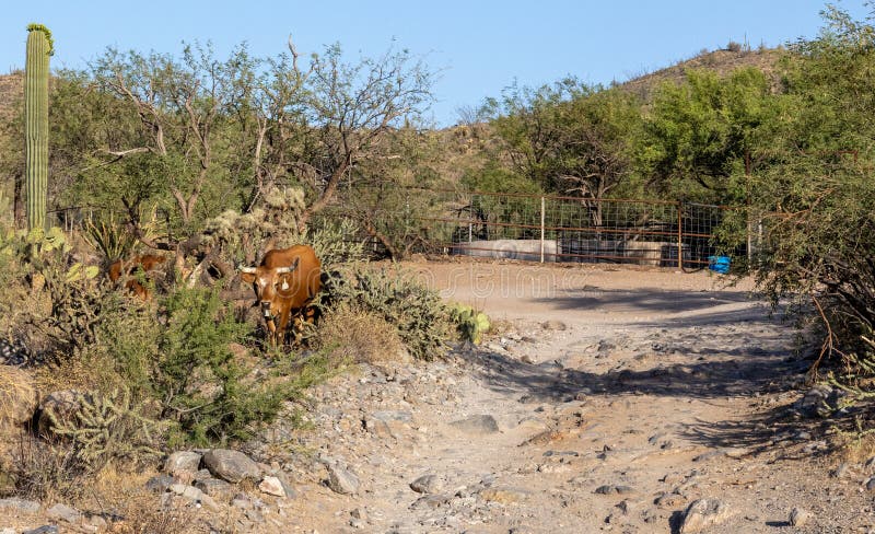 Open Range Cattle by Desert Road Stock Image - Image of arizona ...