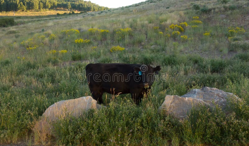 A Range Cattle Sign for Motorists Stock Image - Image of grass ...