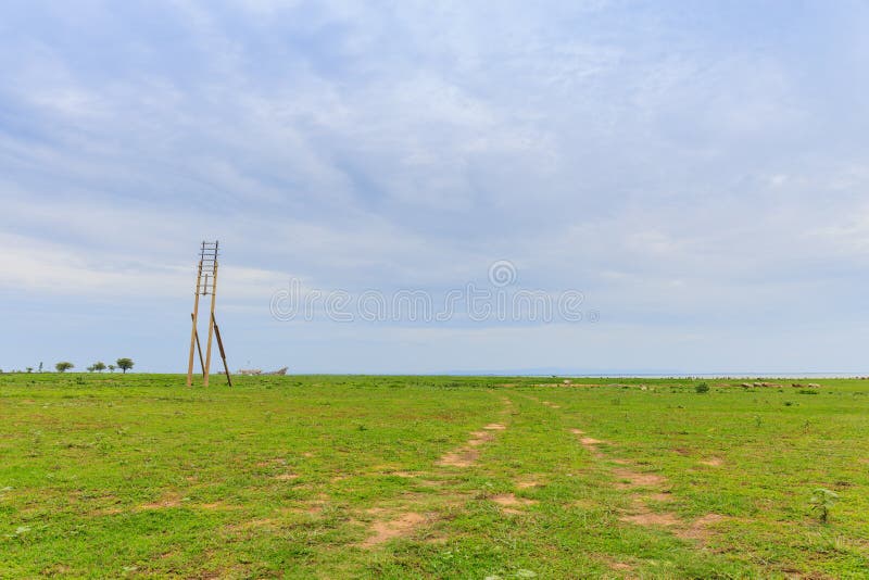 Open Range Cattle stock photo. Image of sierra, agriculture - 74683086