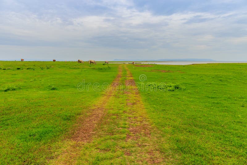 Open Range Cattle stock photo. Image of landscape, valley - 74636812