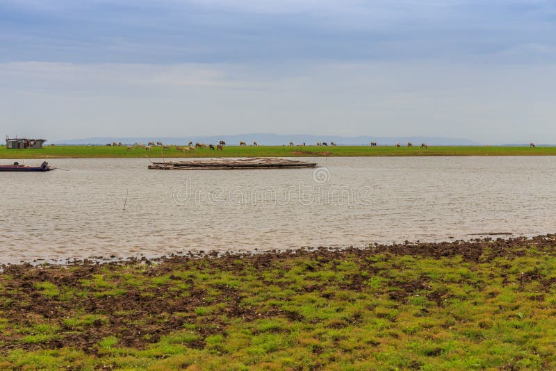 Open Range Cattle stock photo. Image of sierra, agriculture - 74683086
