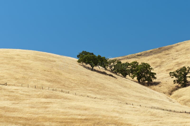 Open range grassy hillside stock image. Image of spacious - 25296313