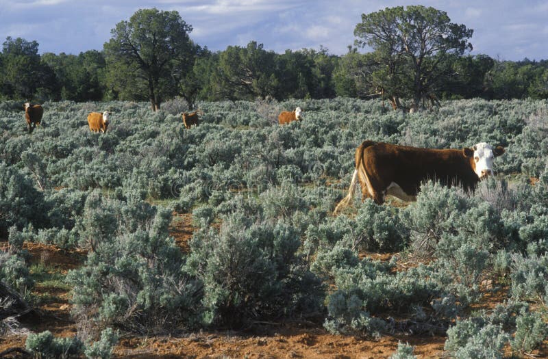 Open Range Grazing Cattle, UT Stock Photo - Image of farming, range ...