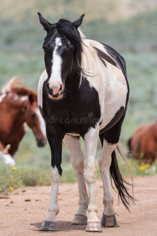 Open Range Horse in Colorado Stock Image - Image of wildlife, grass ...
