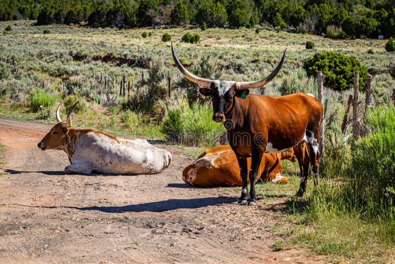 Open Range Longhorn Cattle stock photo. Image of bovine - 198514034