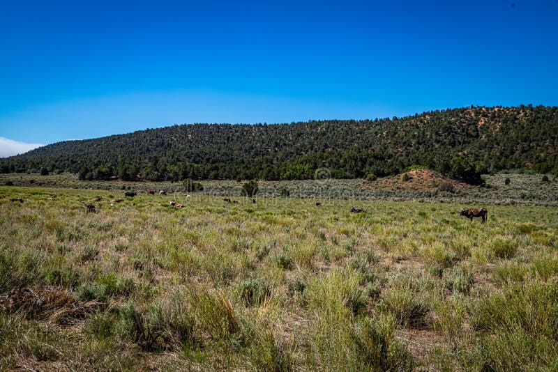 Open Range Longhorn Cattle stock image. Image of grass - 198514159