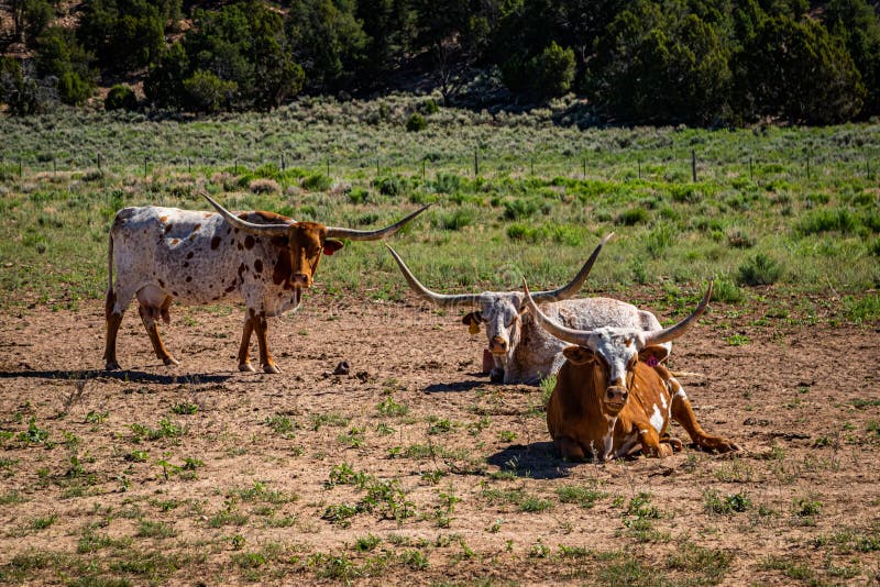 Open Range Longhorn Cattle stock photo. Image of bovine - 198514034