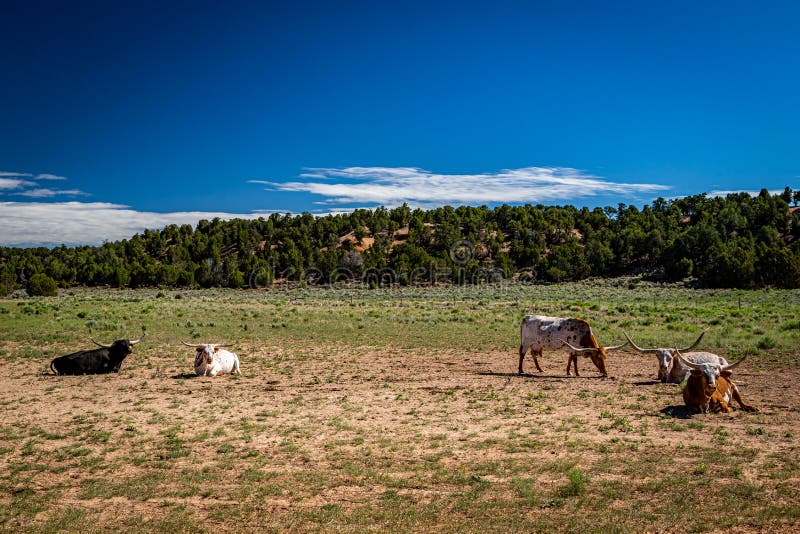 Open Range Longhorn Cattle stock photo. Image of bovine - 198514034