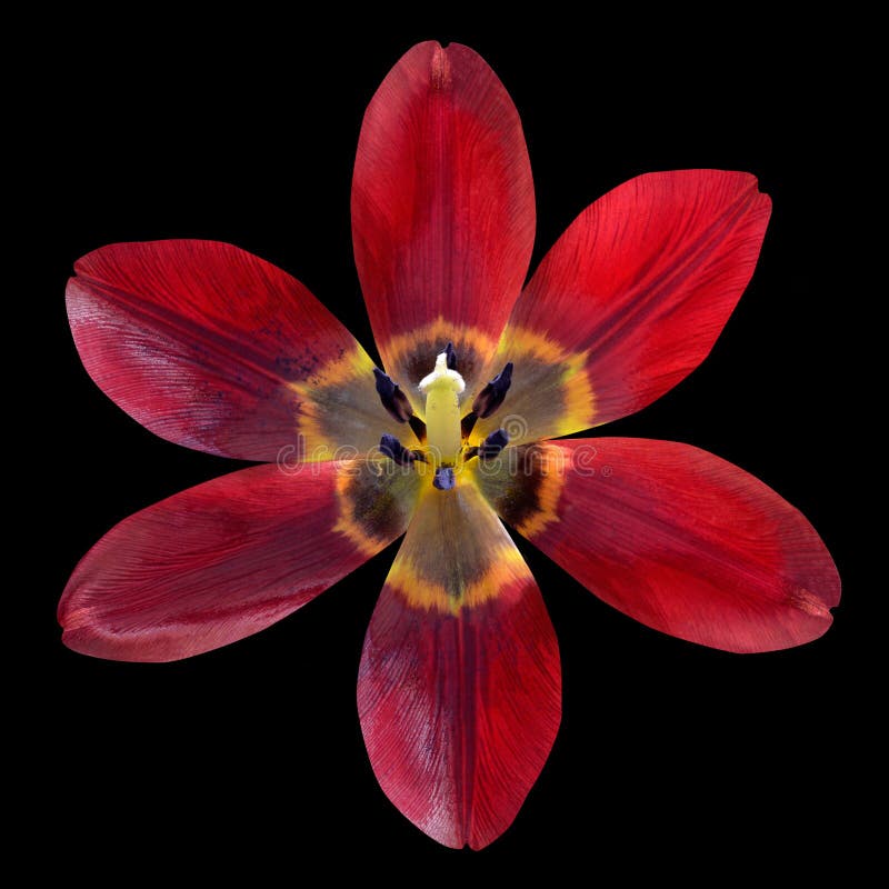 Open Red Lily Flower Isolated on White Background Stock Image - Image ...