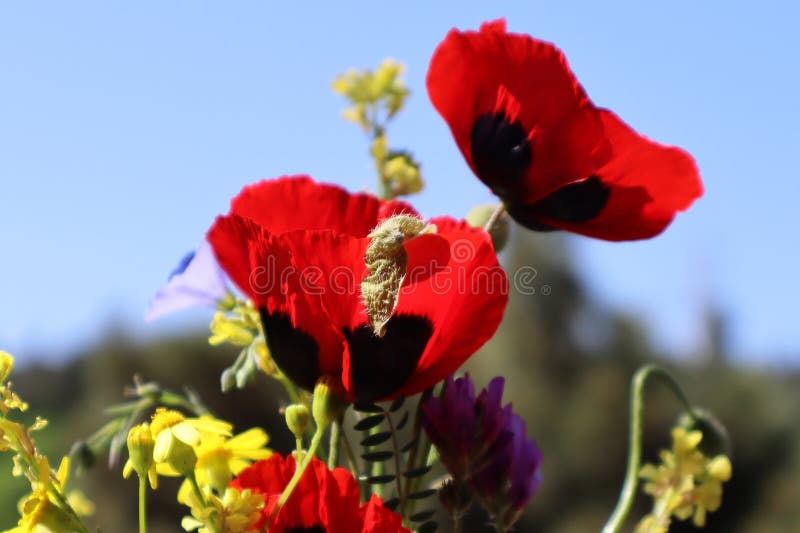 Open Red Poppy and Its Sepal Stock Photo - Image of yellow, blue: 277843442