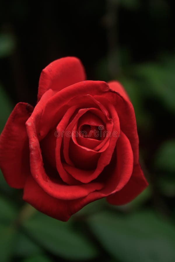 Open red rose close up stock image. Image of petal, flora - 159594043
