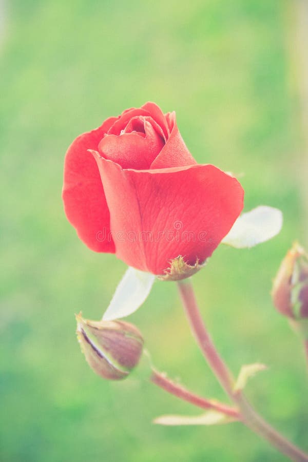 Open red rose close up stock image. Image of blossom - 160070145