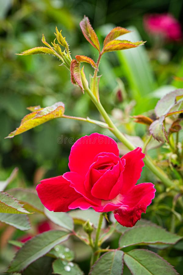 Open Red Rose Extreme Macro Photography Backdrop Stock Image - Image of ...