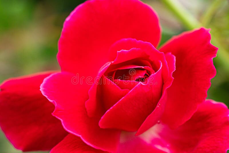 Open Red Rose Extreme Macro Photography Backdrop Stock Image - Image of ...