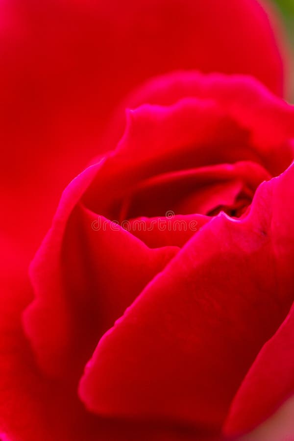 Open Red Rose Extreme Macro Photography Backdrop Stock Photo - Image of ...