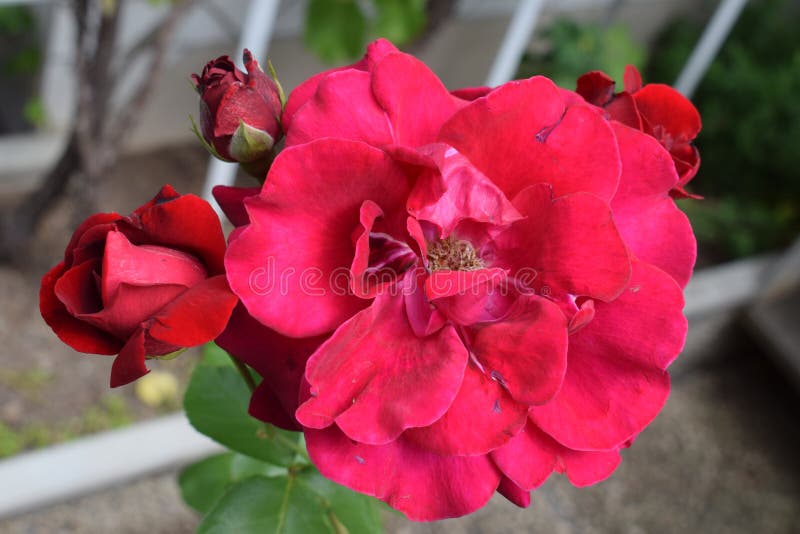 Open Red Rose with a Few More Opining in Background Stock Image - Image ...