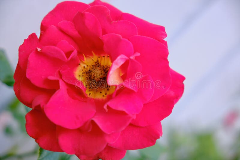 Open Red Rose Flower with Yellow Center, Close-up Stock Photo - Image ...