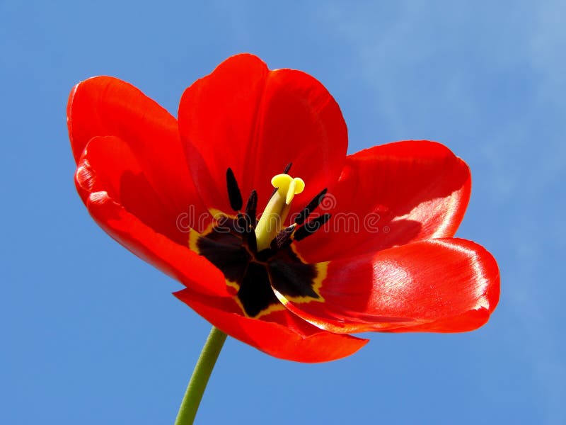 Open red tulip stock image. Image of flowering, unfold - 14607059