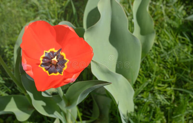 Open Red Tulip Bud from Above, Selective Focu Stock Image - Image of ...
