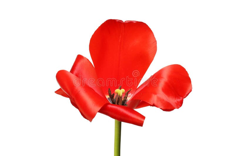 Open red tulip stock photo. Image of blossom, botanical - 181500408